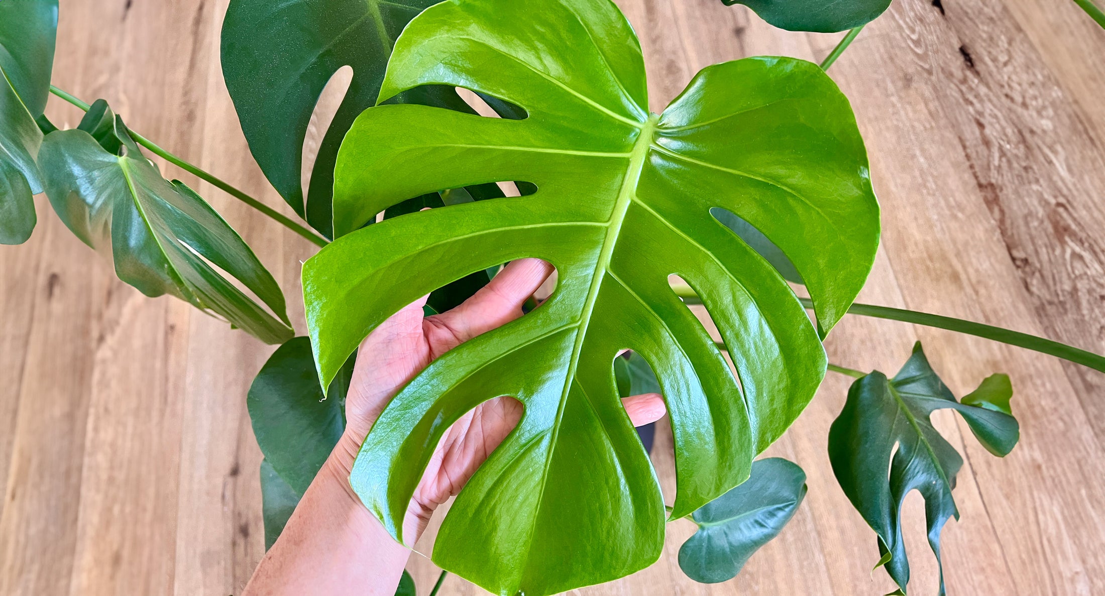 Leaf care 101: The ultimate guide to leaf shine and cleaning