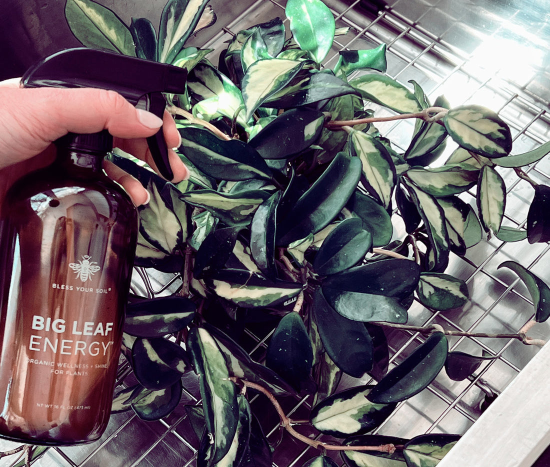Big Leaf Energy® : Neem Oil Spray for Plants