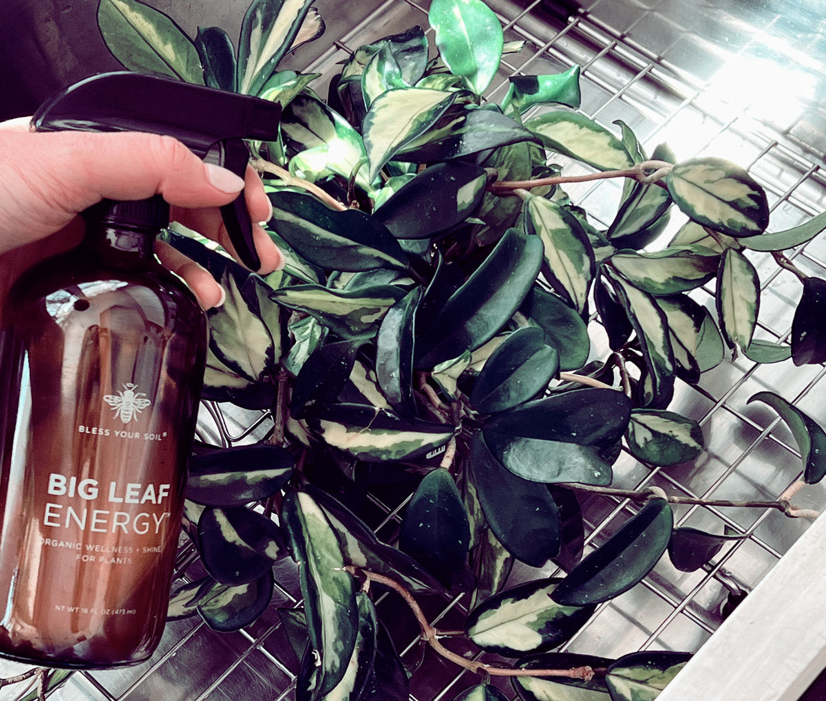 Happy Houseplant Starter Kit : Plant Care Gift Sest