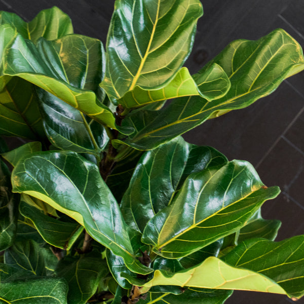 Fiddle Leaf Fig Plant Food : Fiddle Leaf Treats® Fertilizer